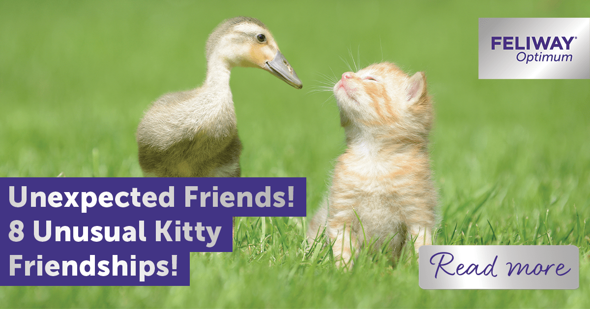Unexpected Friends 8 Unusual Kitty Friendships